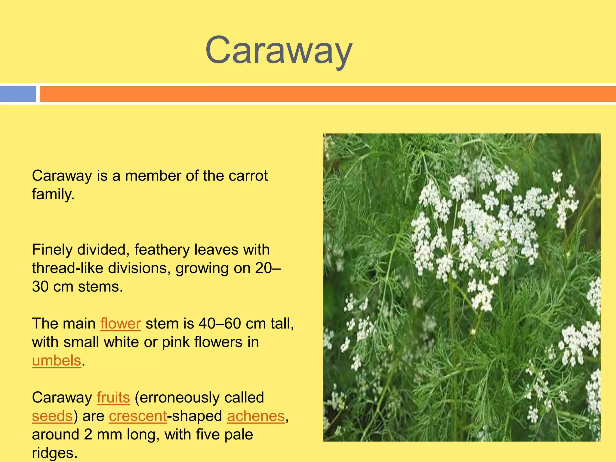 Carum carvi medicinal uses ppt y.vani