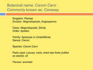 Carum carvi medicinal uses ppt y.vani