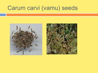 Carum carvi medicinal uses ppt y.vani