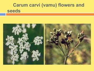 Carum carvi medicinal uses ppt y.vani
