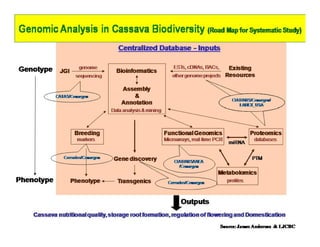 Gene expression analysis in storage root of cassava using microarray data | PDF