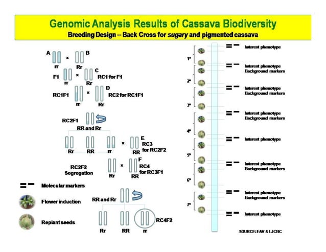 Gene expression analysis in storage root of cassava using microarray data | PPT