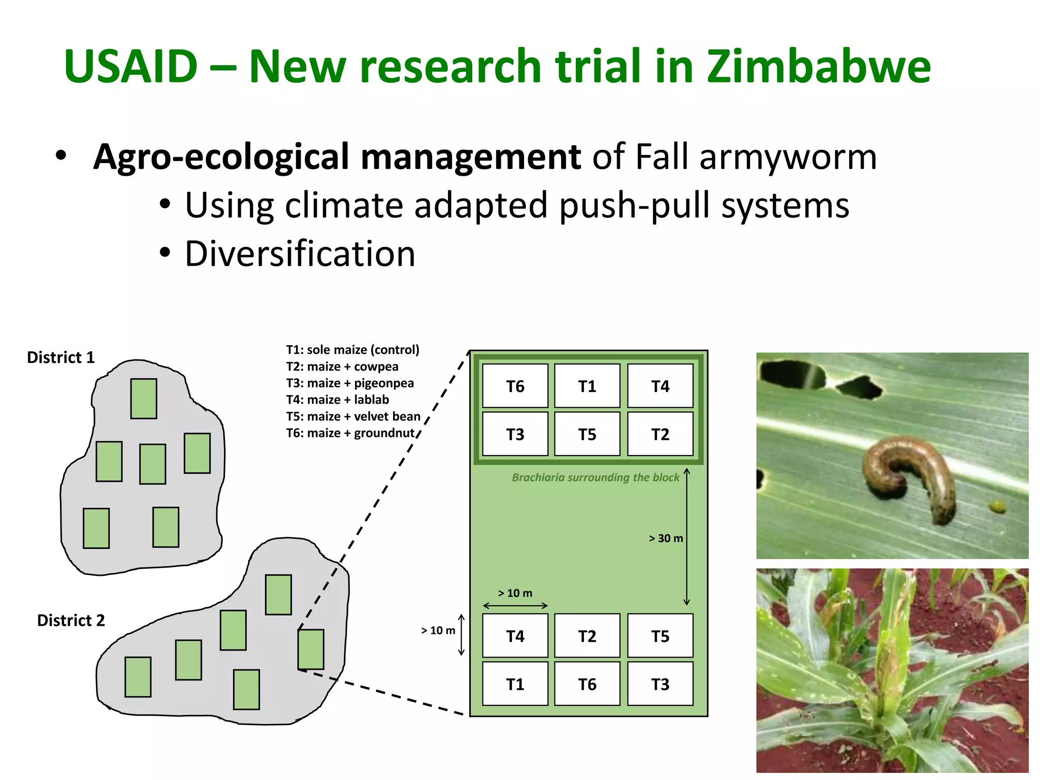 Cultural Control of Fall Armyworm : Results of New Approaches | PDF