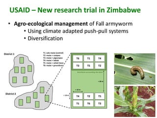 Cultural Control of Fall Armyworm : Results of New Approaches | PDF