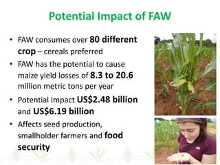 Cultural Control of Fall Armyworm : Results of New Approaches | PDF