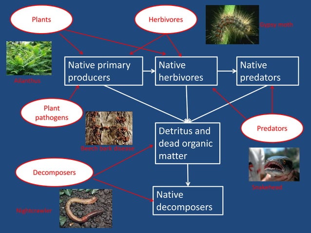 Causes and Ecosystem Impacts of Invasive Species: Spotlight on Forest ...