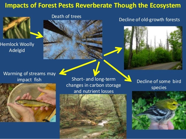 Causes and Ecosystem Impacts of Invasive Species: Spotlight on Forest…