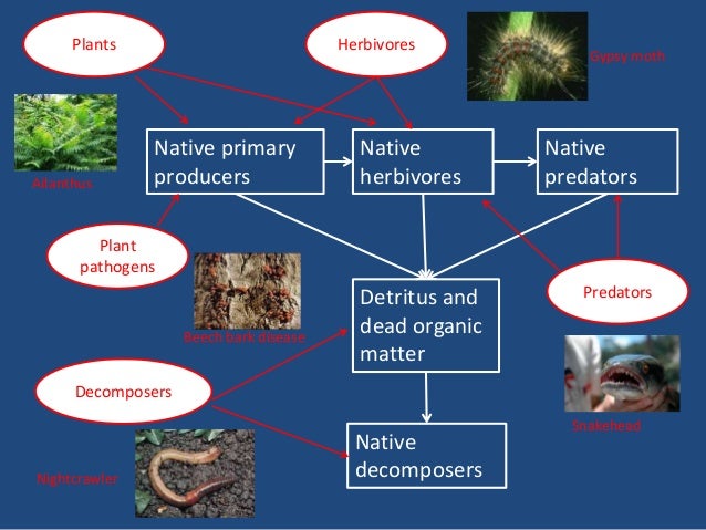 Causes and Ecosystem Impacts of Invasive Species: Spotlight on Forest…