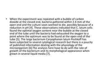 Caryophanon latum | PPT