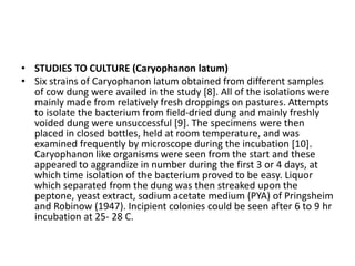 Caryophanon latum | PPT