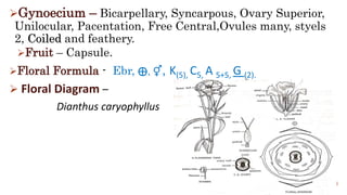 Caryophyllaceae.pptx