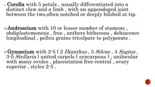 Caryophyllaceae.pptx