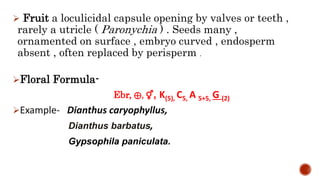 Caryophyllaceae.pptx