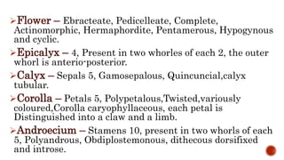 Caryophyllaceae.pptx