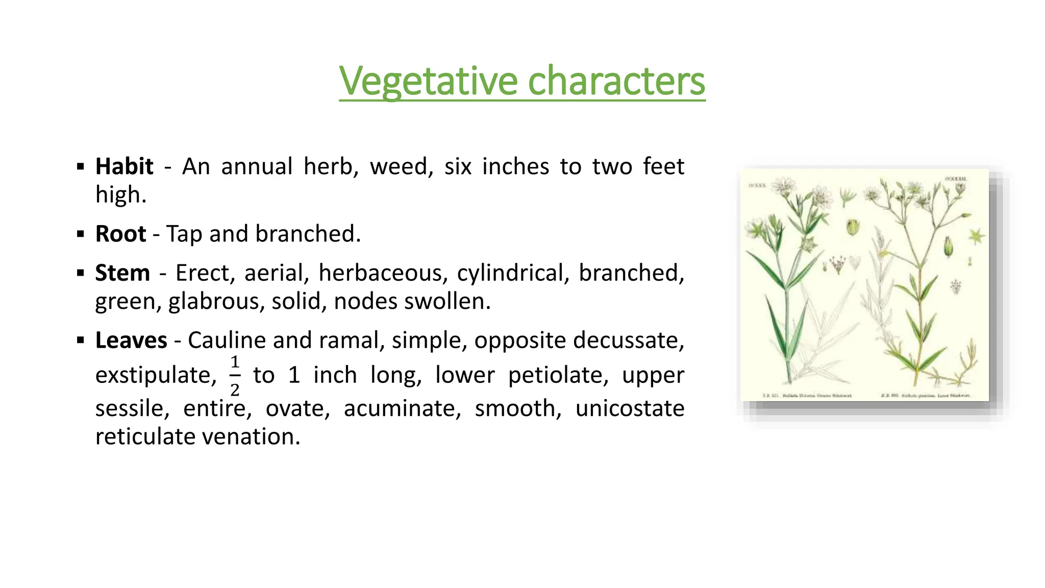 Caryophyllaceae.pptx