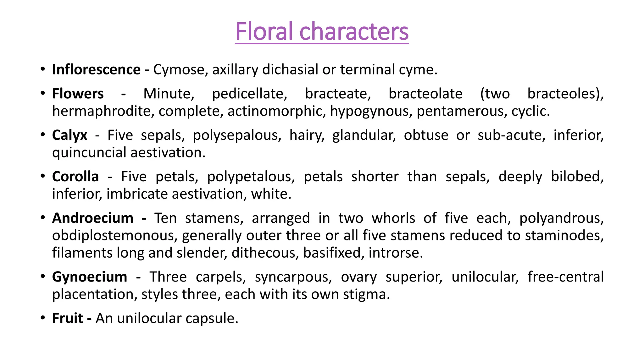 Caryophyllaceae.pptx