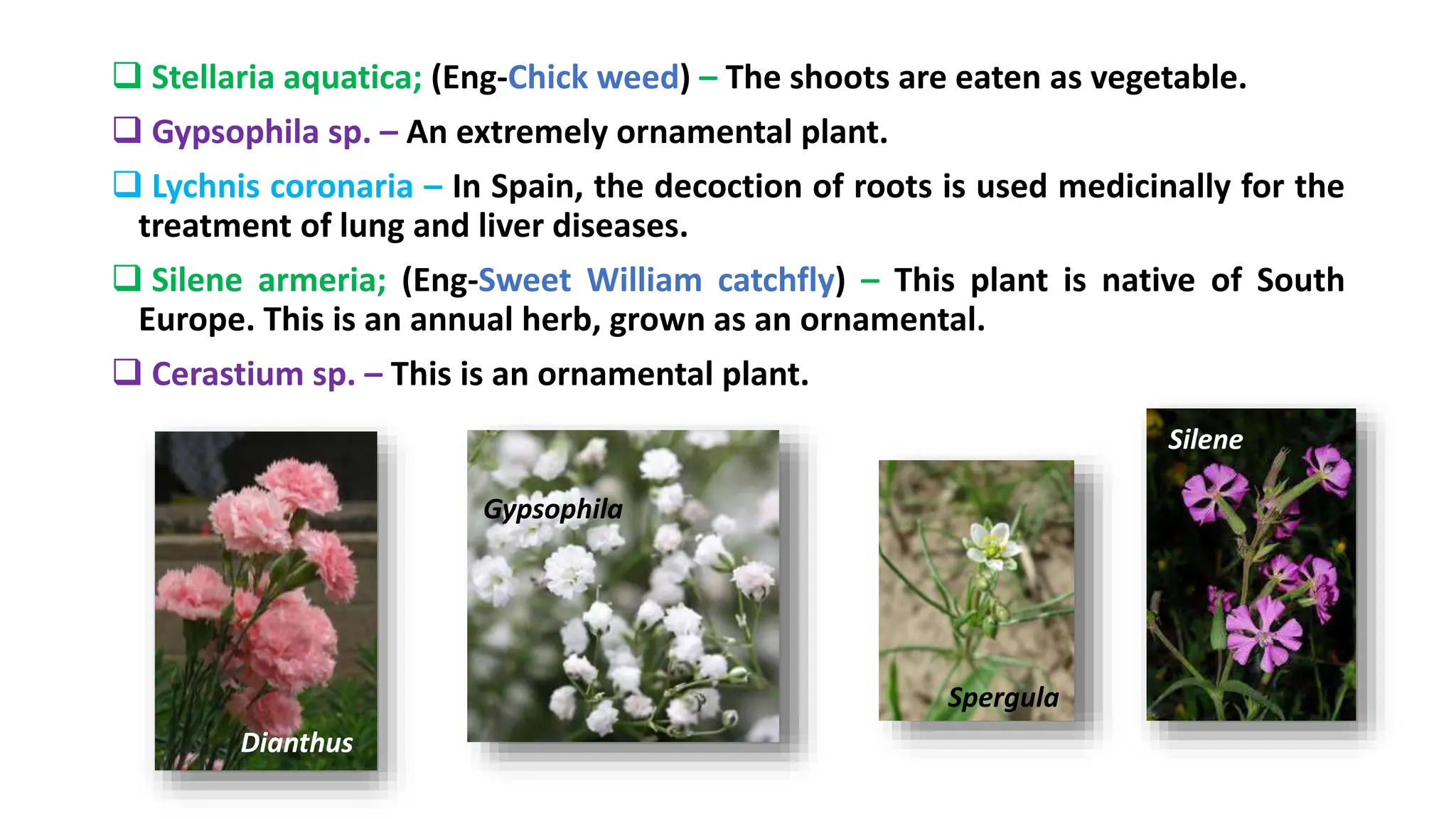 Caryophyllaceae.pptx