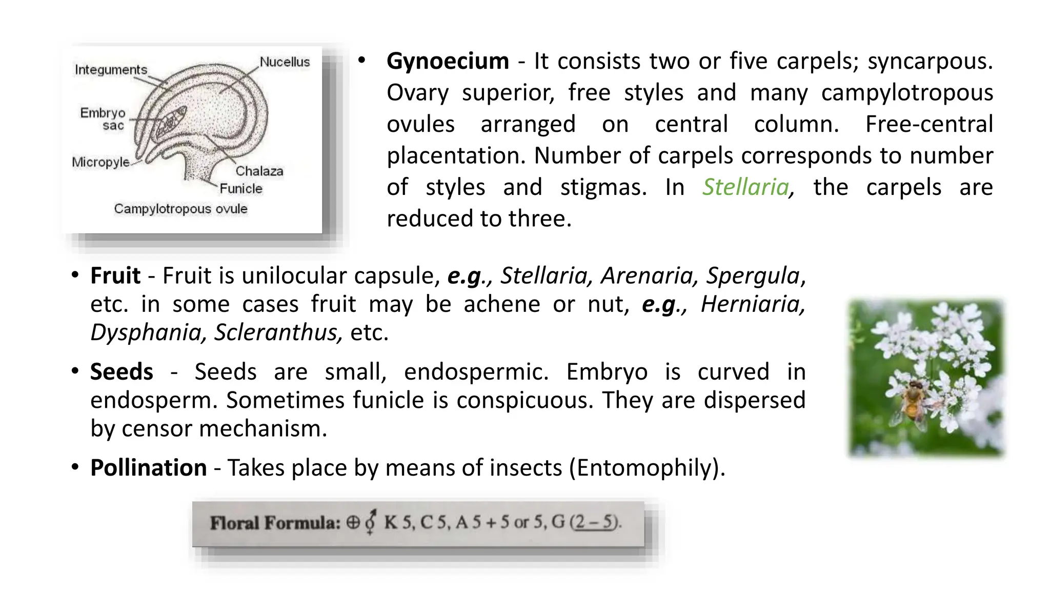 Caryophyllaceae.pptx
