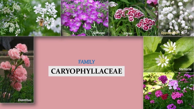 Caryophyllaceae.pptx | Gardening | Home & Garden