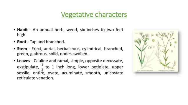 Caryophyllaceae.pptx | Gardening | Home & Garden