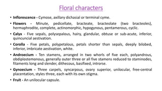 Caryophyllaceae.pptx
