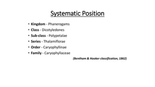 Caryophyllaceae.pptx