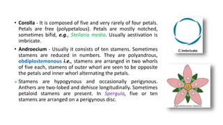 Caryophyllaceae.pptx