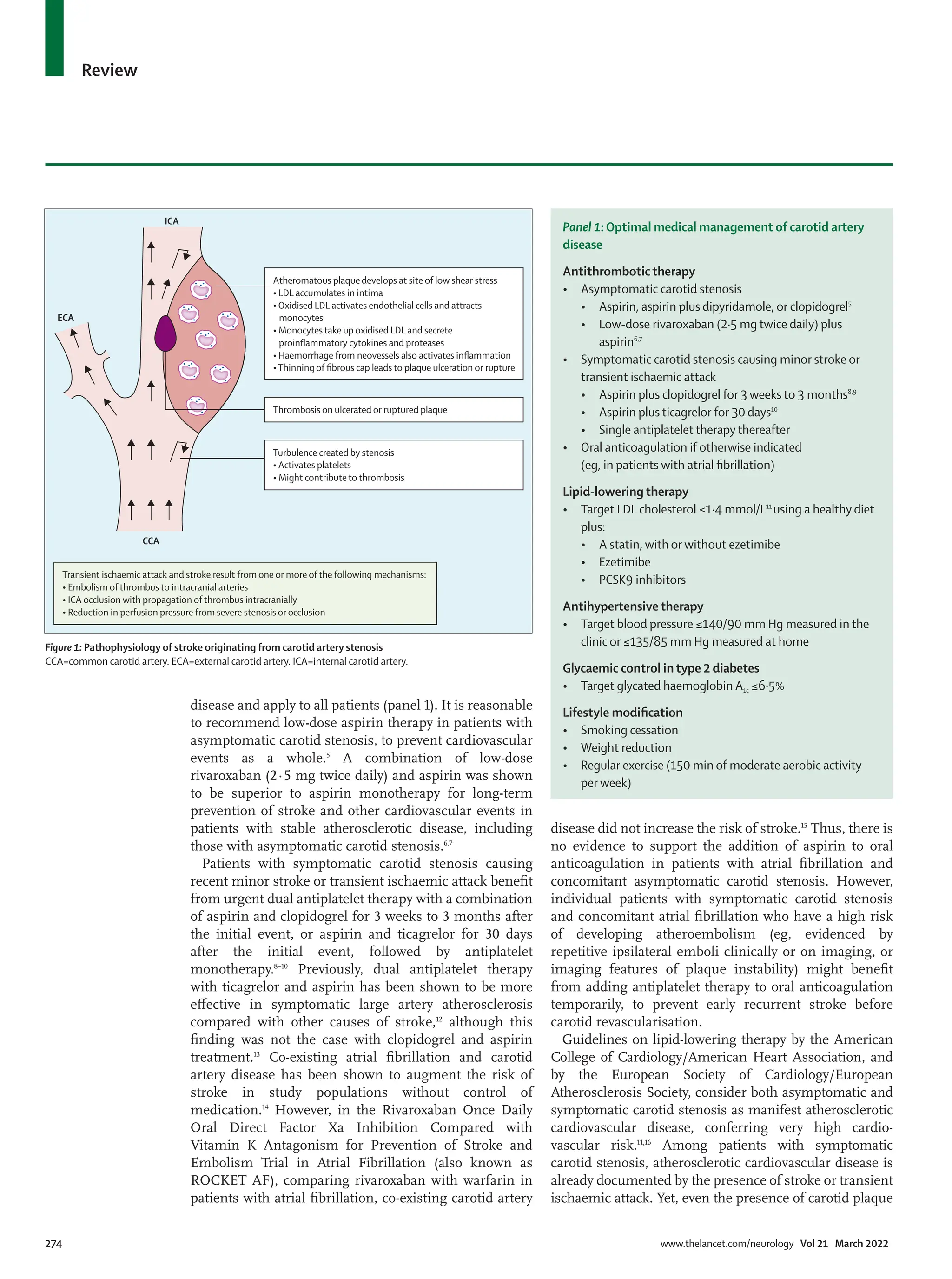 Management of carotid artery atherosclerosis | PDF