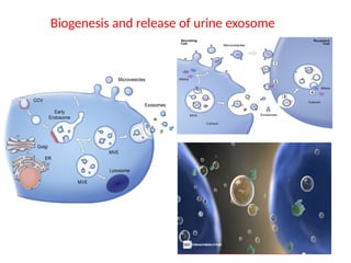 urine-based liquid biopsy for diagnostic of urogenital cancer | PPT