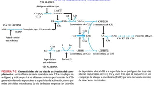 Cascada de complementos | PPTX