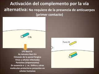 Cascada del complemento | PPT