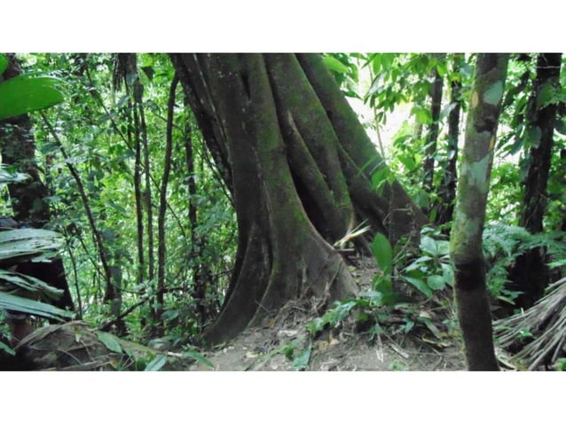 Cascada zambo | PPTX