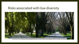 Increasing the Urban Forest Resiliency Through Greater Tree Diversity | PPT