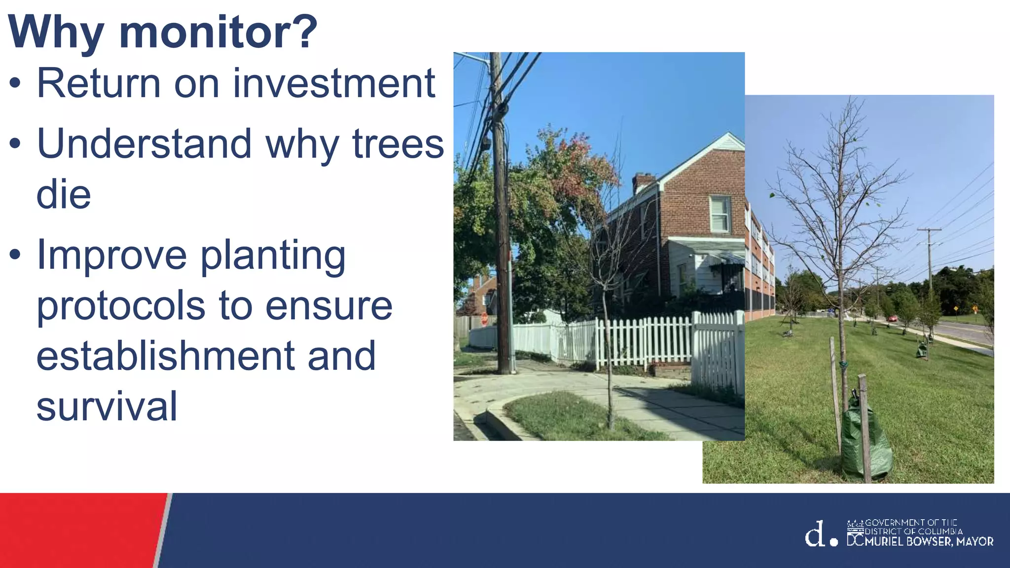 Urban Tree Monitoring: Best Practices for Municipalities and Nonprofits ...