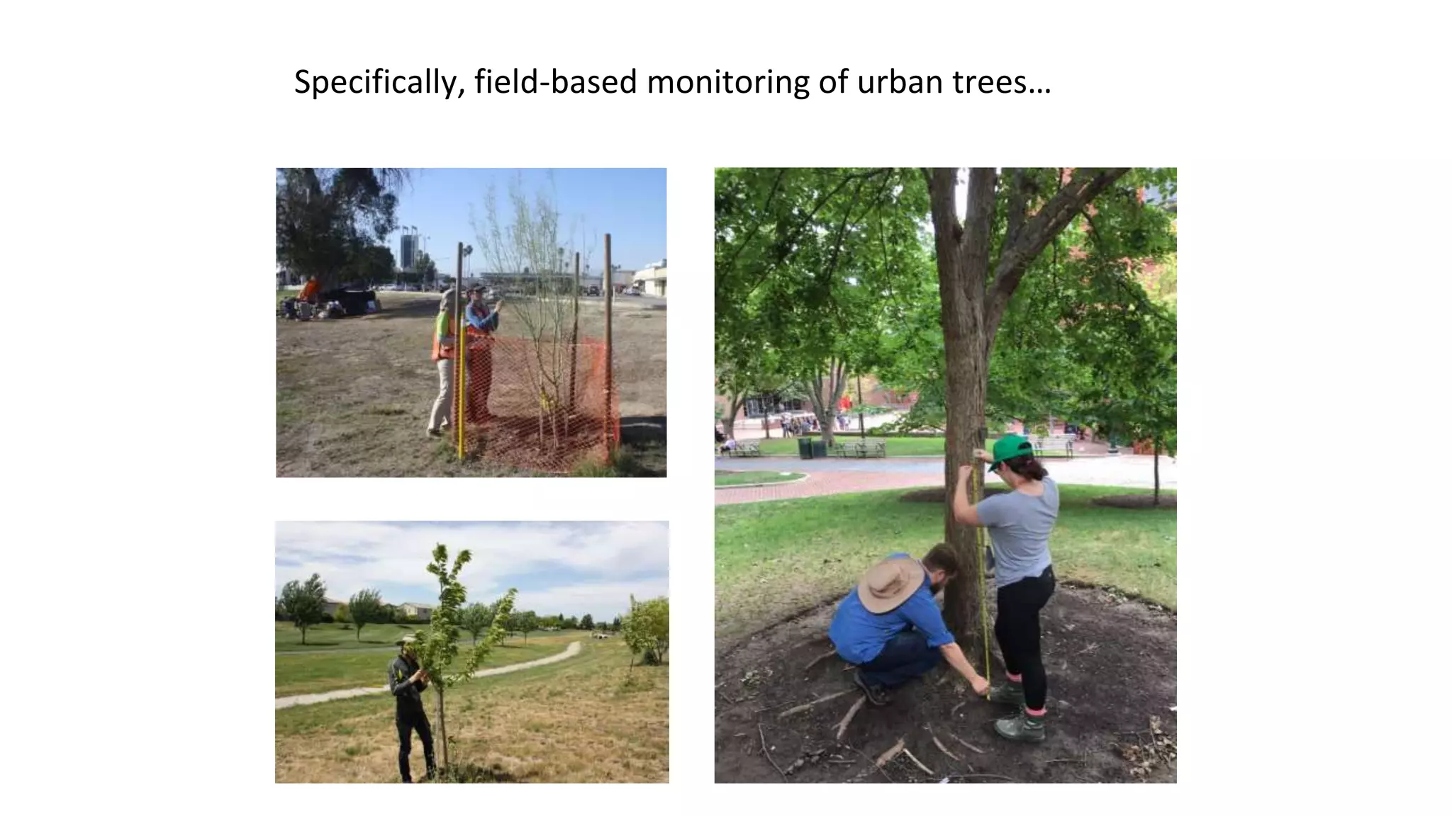 Urban Tree Monitoring: Best Practices for Municipalities and Nonprofits ...