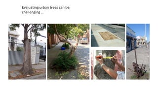 Urban Tree Monitoring: Best Practices for Municipalities and Nonprofits | PPT | Free Download