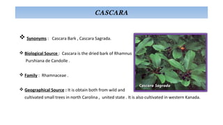 Cascara 1 | PPT