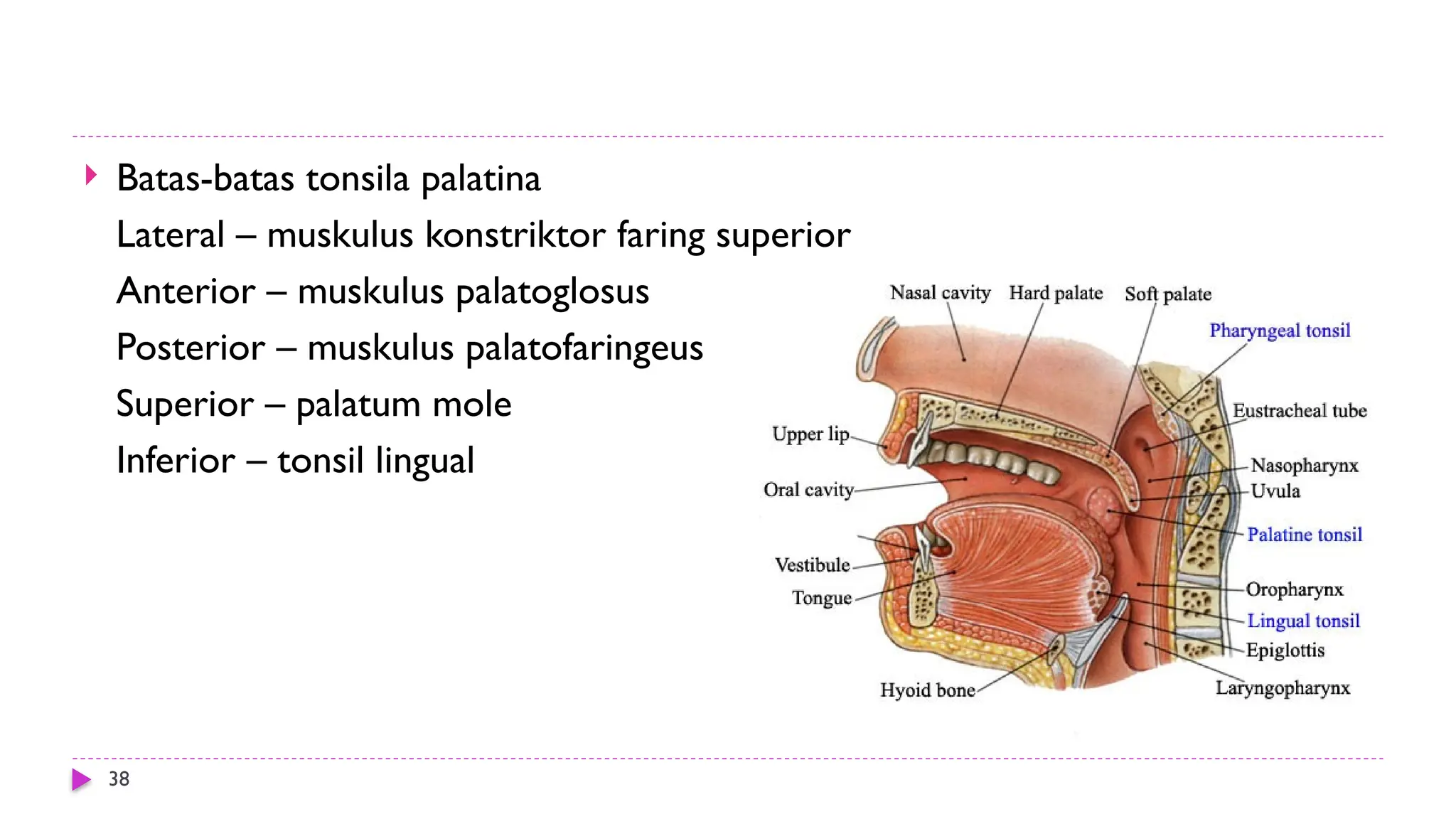 CASE THT - TUMOR TONSIL DEXTRA fixx.pptx