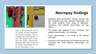 Case2.Pido (An unusual foreign body in a cat)..pptx | Lung and ...