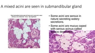 Case based learning glands | PPTX