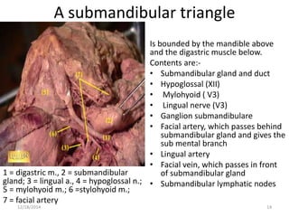 Case based learning triangles of neck region | PPTX