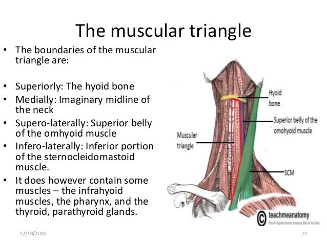 Case based learning triangles of neck region