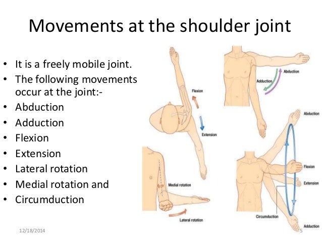 Anatomical Terms Of Movement Flexion Rotation Teachmeanatomy
