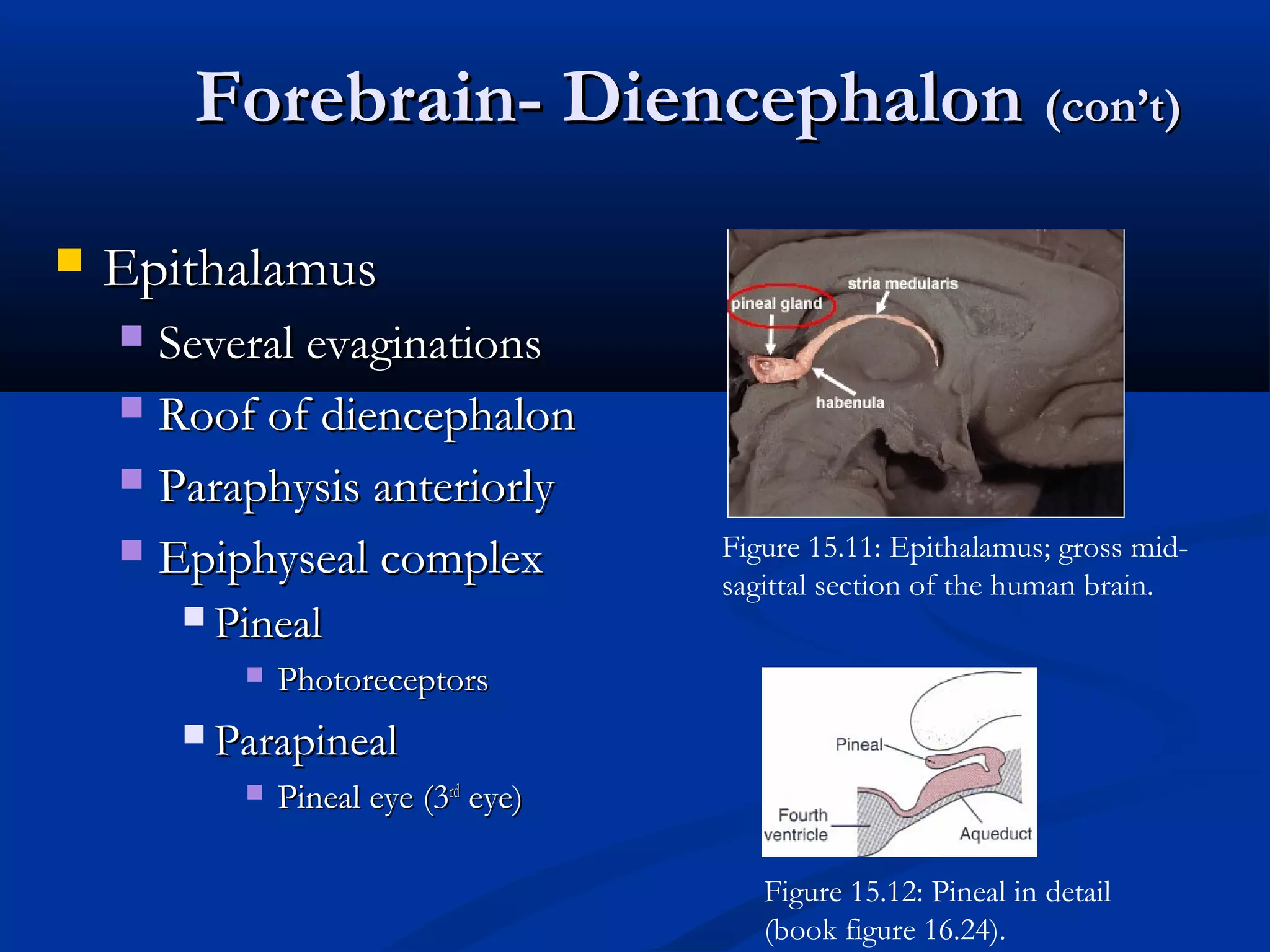 Ca section 15 nervous system | PPT
