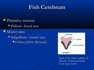Ca section 15 nervous system | PPT