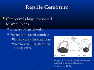 Ca section 15 nervous system | PPT