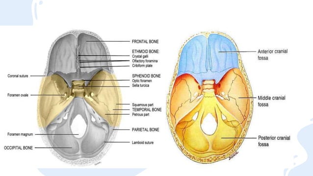 Case Iship Fraktur Basis Cranii.pptx