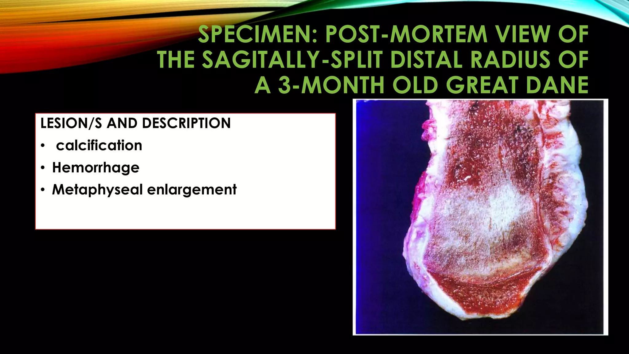 Hypertrophic Osteodystrophy | PPTX | Bone and Joint Conditions ...