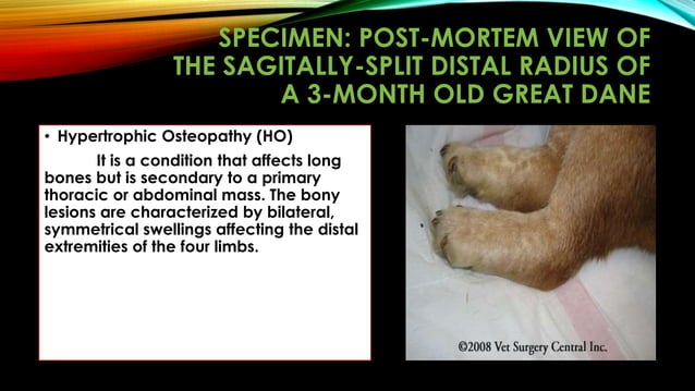 Hypertrophic Osteodystrophy | PPT