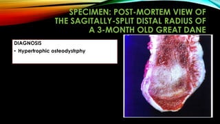Hypertrophic Osteodystrophy | PPTX | Bone and Joint Conditions ...